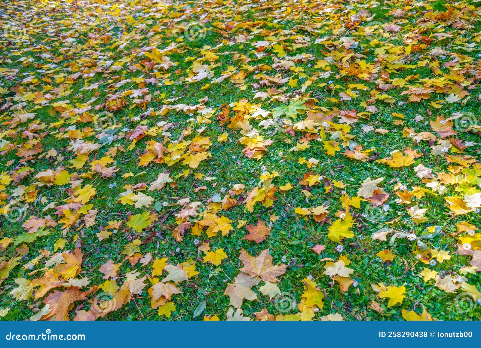 Ground Full of Leaves at Autumn Stock Photo - Image of branches, full ...