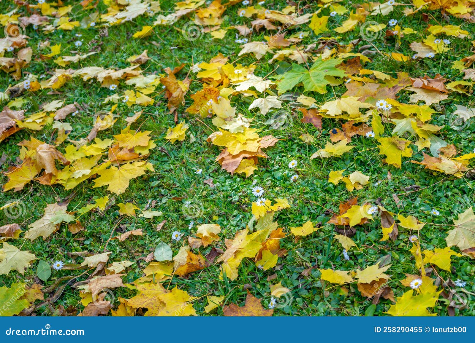 Ground Full of Leaves at Autumn Stock Image - Image of cold, maple ...
