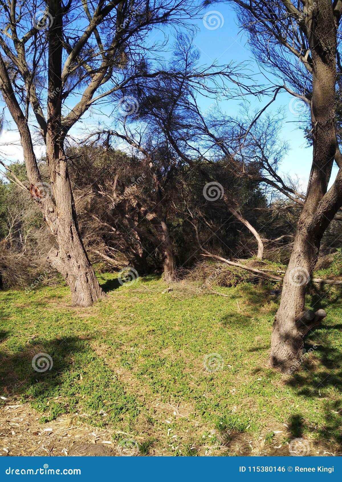 Trees stock photo. Image of covering, trees, grass, ground - 115380146