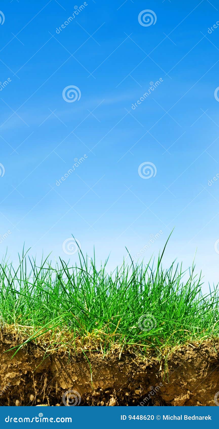Ground Grass Texture Stock Photography | CartoonDealer.com #56147450