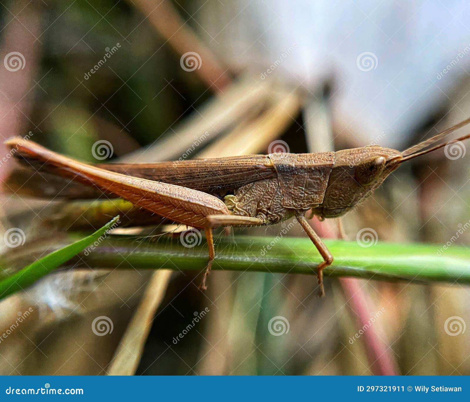 Grasshopper on a branch stock image. Image of macro - 297321911