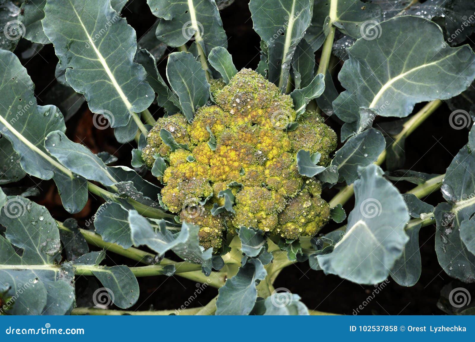 On the Ground Grow Cabbage Broccoli Stock Photo - Image of broccoli ...