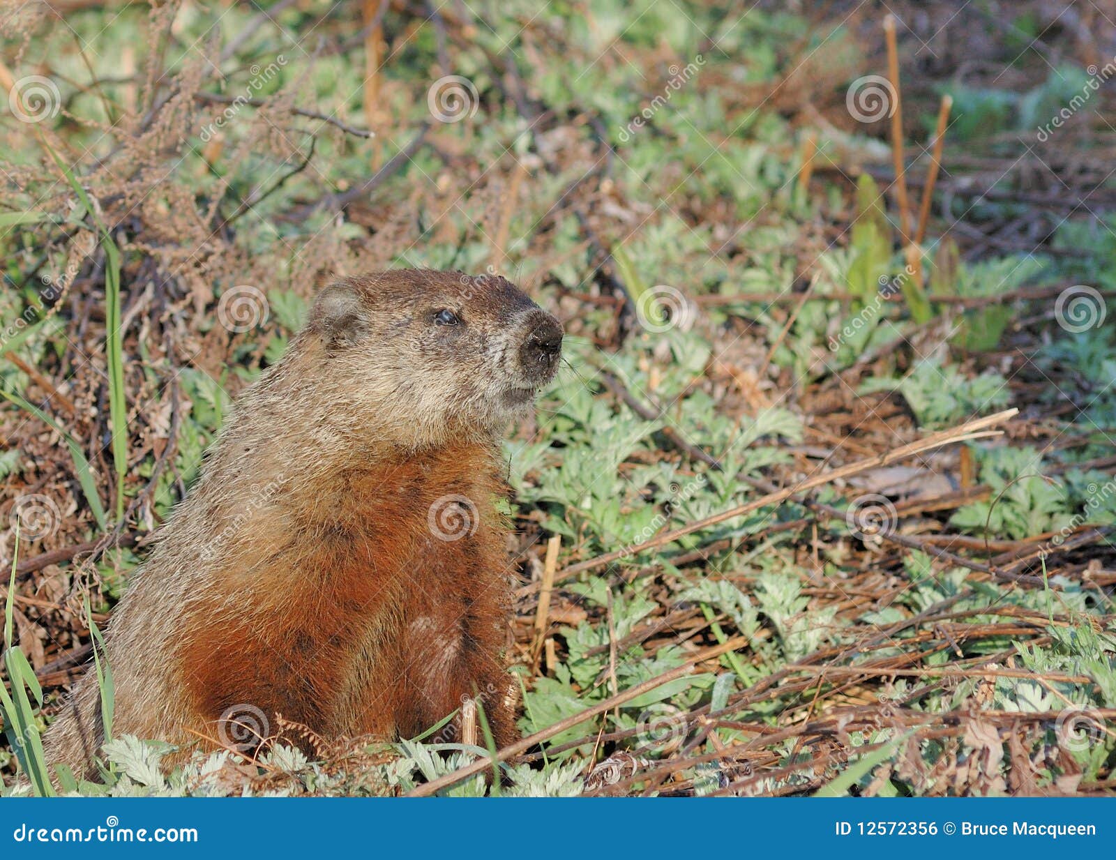 Ground Hog stock photo. Image of mammal, ground, woodchuck - 12572356