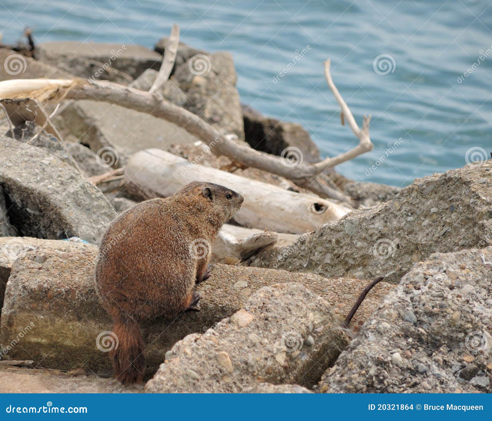 Ground Hog stock photo. Image of burrow, mammal, marmot - 20321864