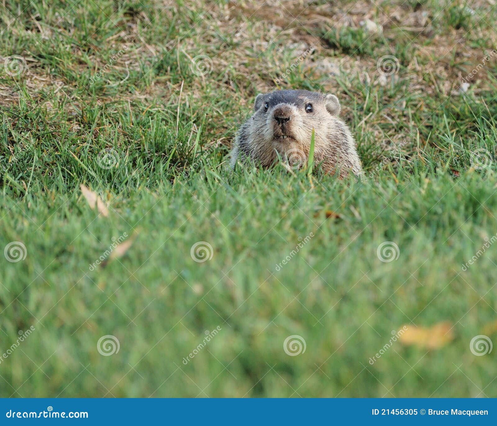 Ground Hog stock image. Image of nature, mammal, marmot - 21456305