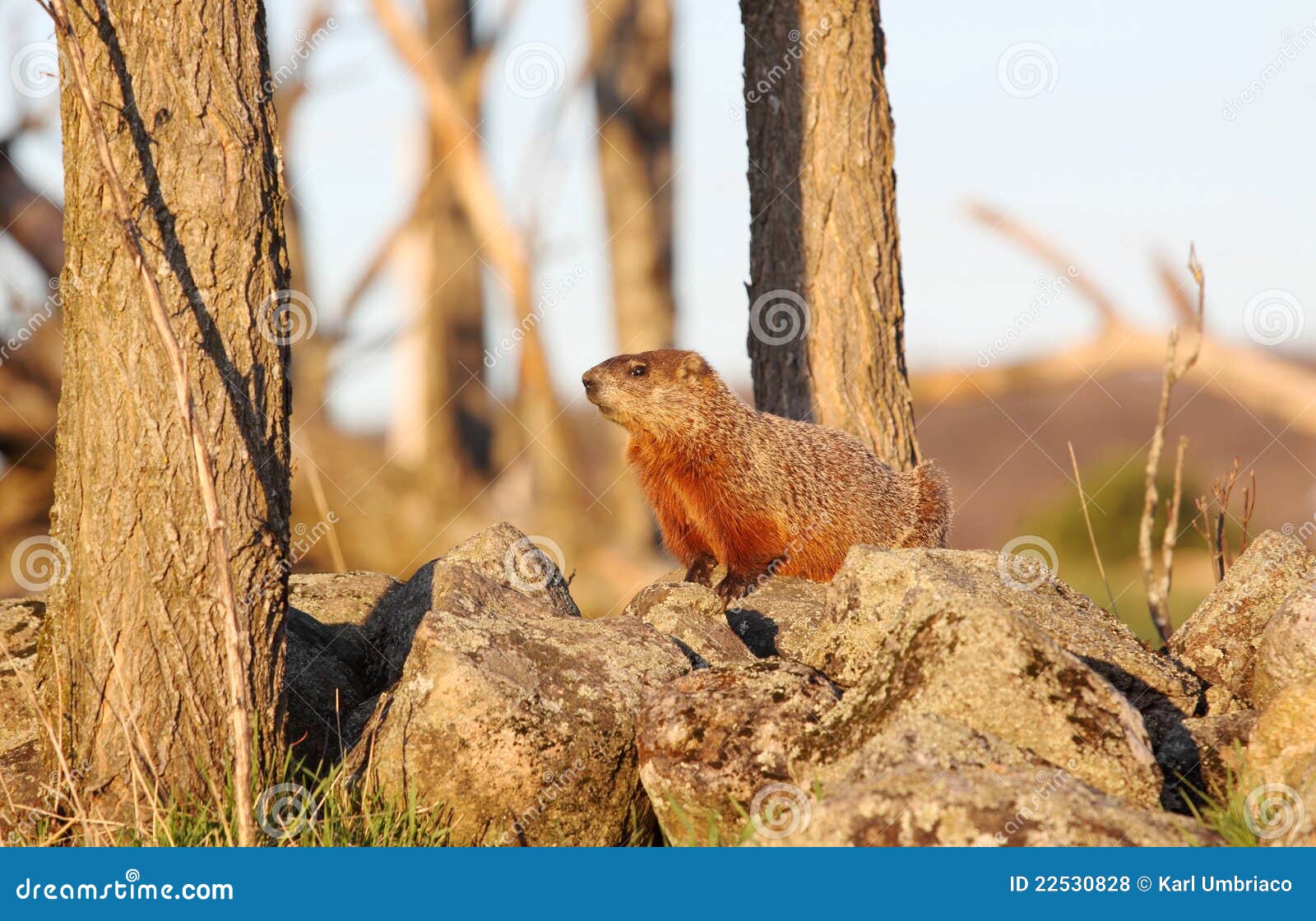Ground hog stock photo. Image of rodent, animal, ground - 22530828