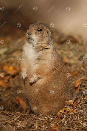Ground Hog stock photo. Image of groundhog, closeup, ground - 6943098