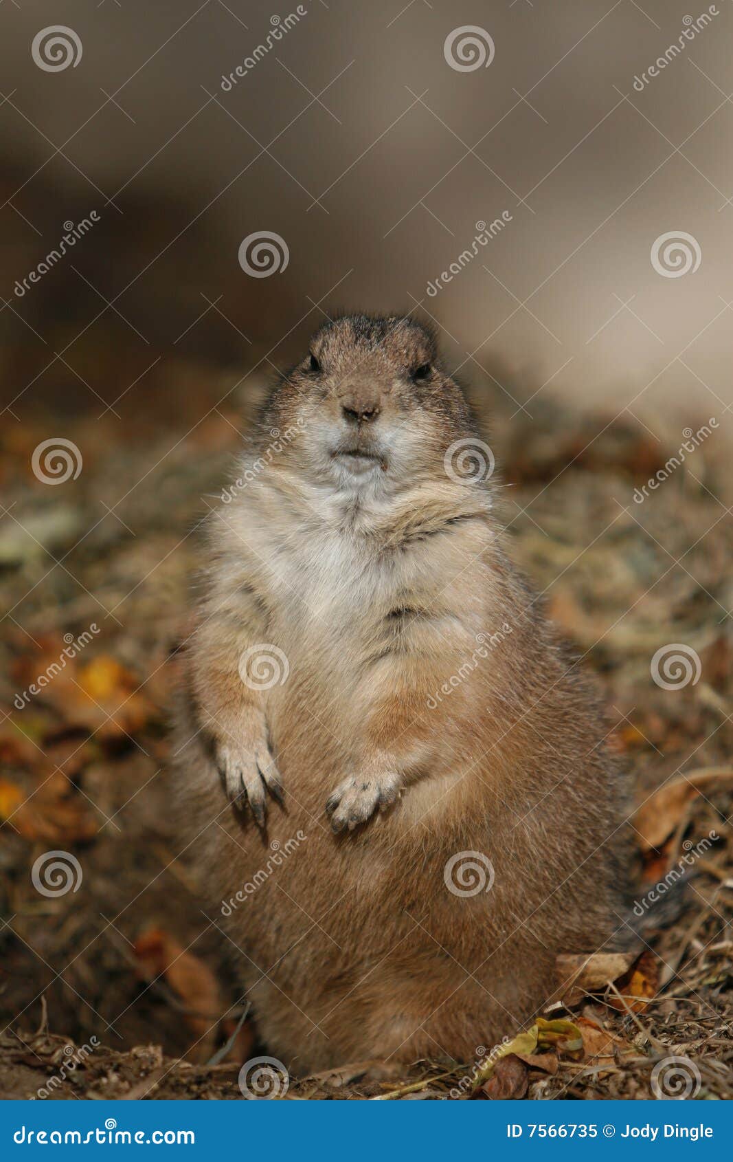 Ground Hog stock image. Image of nature, groundhog, animal - 7566735