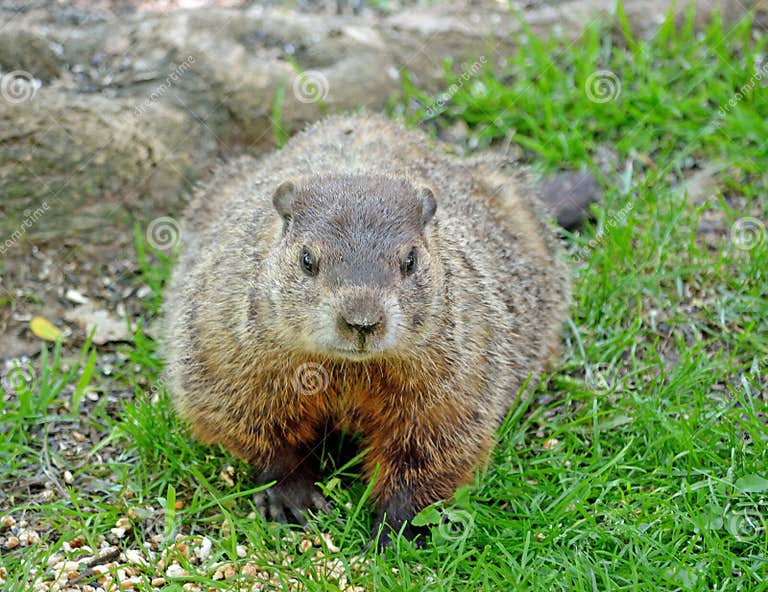 Ground hog stock photo. Image of mammal, wildlife, alert - 41983788