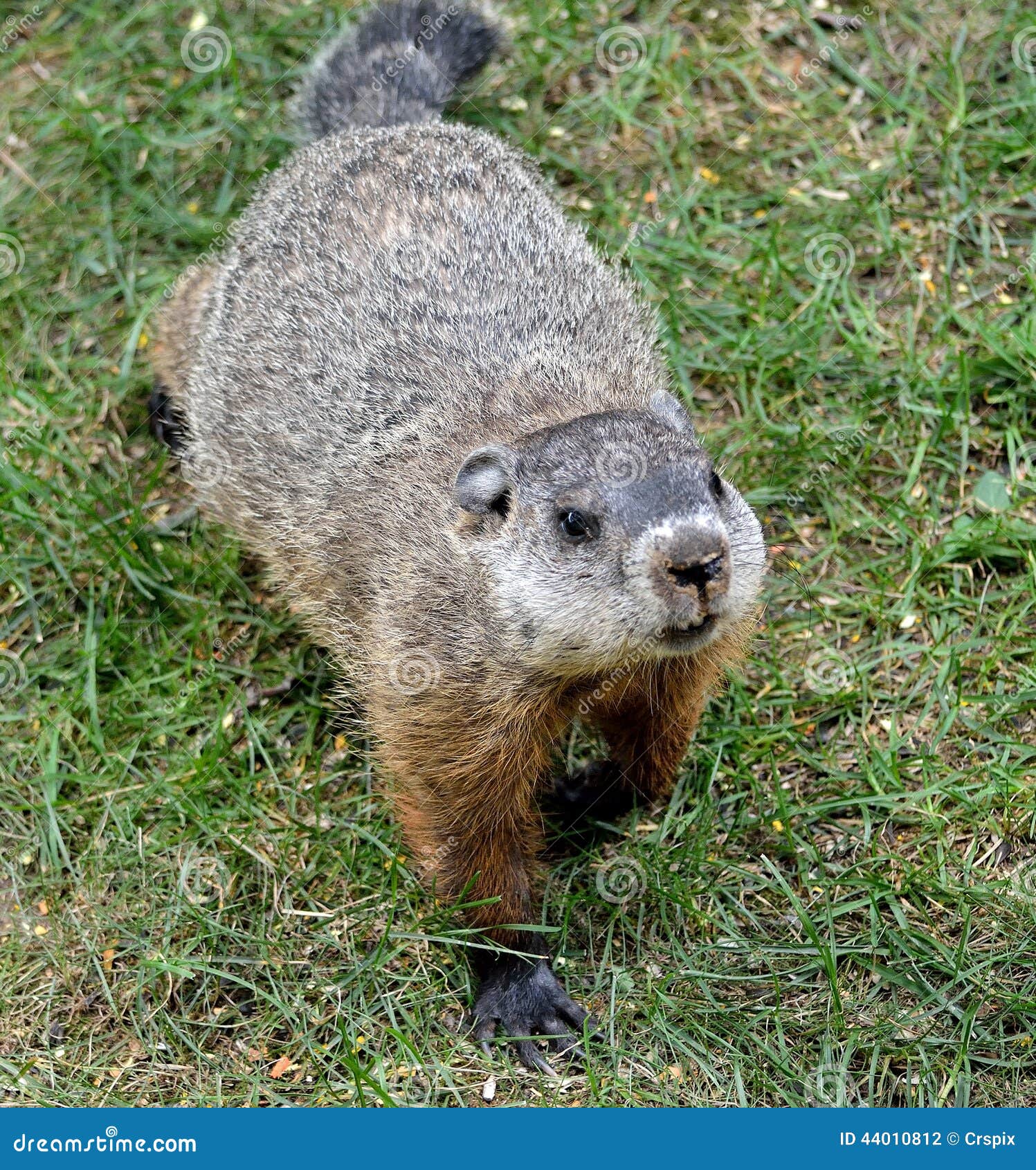 Ground hog stock photo. Image of wild, animal, mammal - 44010812