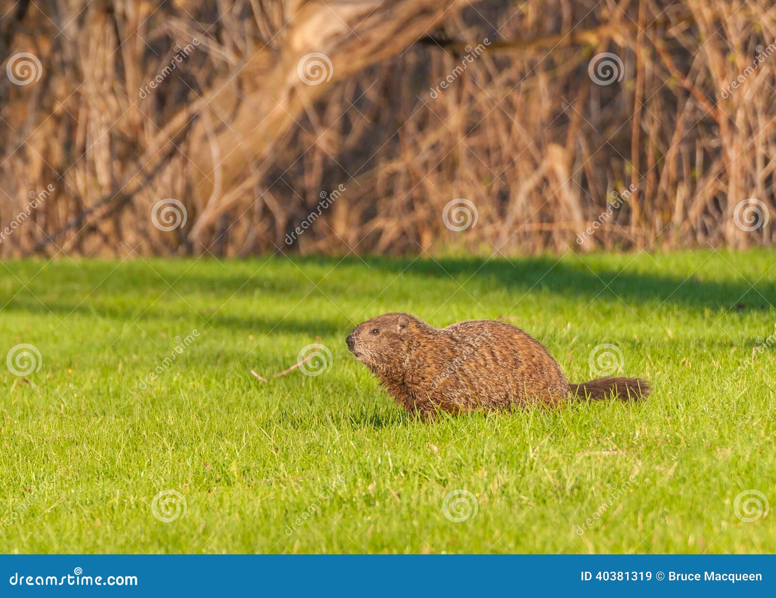 Ground Hog stock image. Image of outdoors, ground, burrow - 40381319