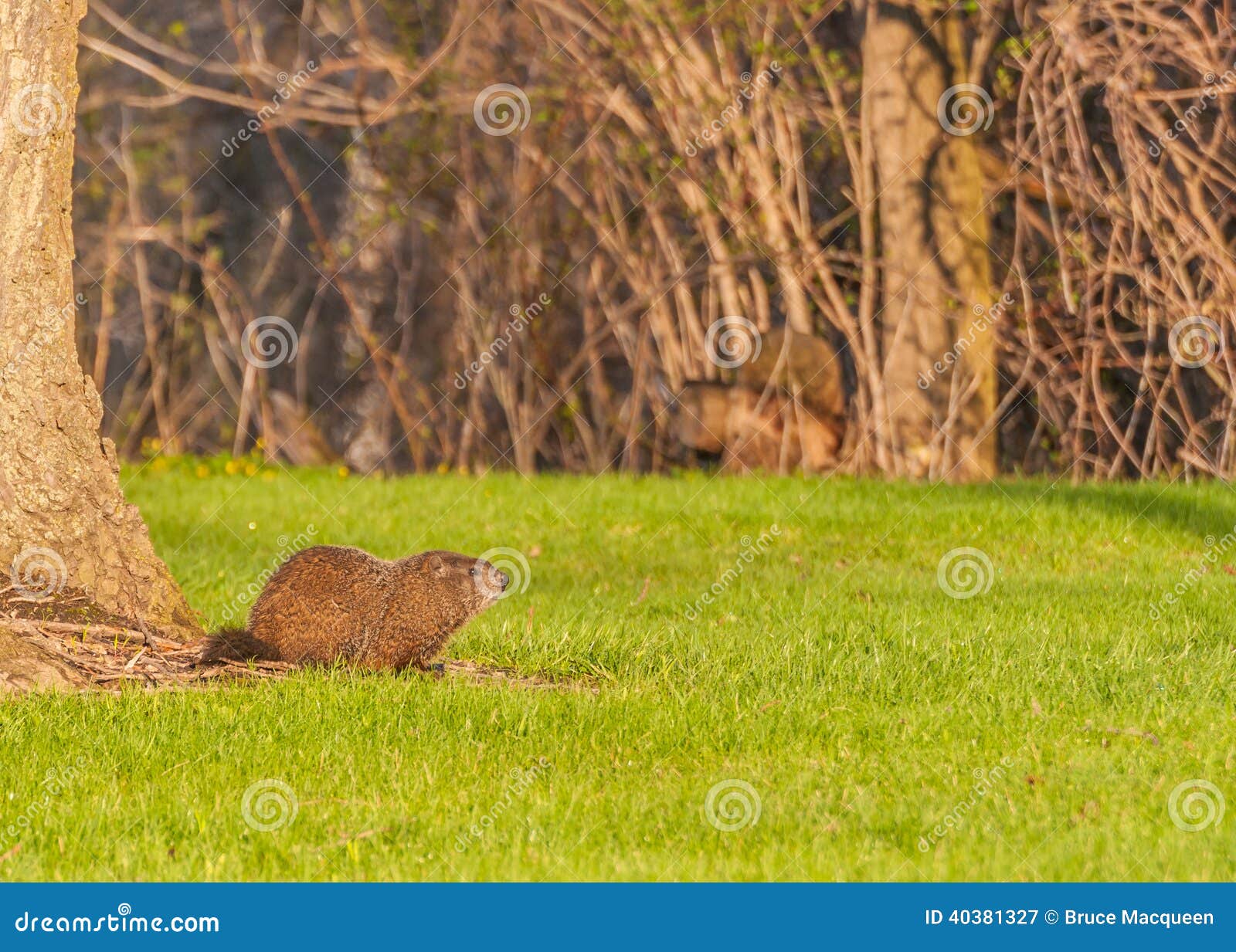 Ground Hog stock image. Image of spring, outdoors, wildlife - 40381327