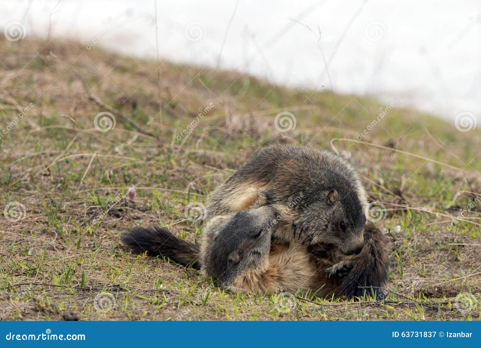 Ground Hog while Fighting on Grass Stock Image - Image of meal, animal ...