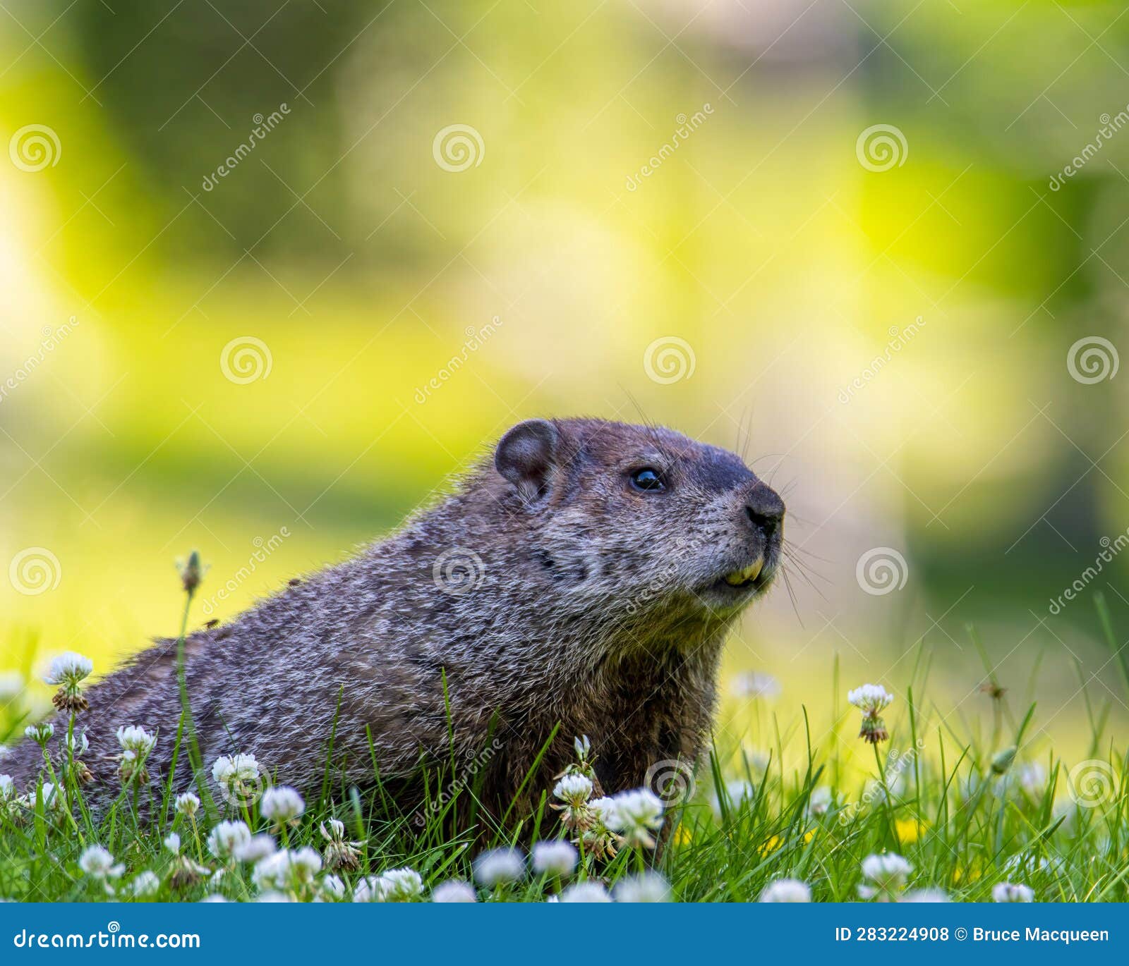 Ground Hog in the grass stock photo. Image of rodent - 283224908