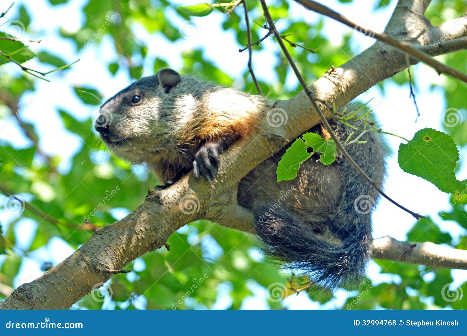 Ground Hog stock photo. Image of mammalia, marmot, whistlepig - 32994768