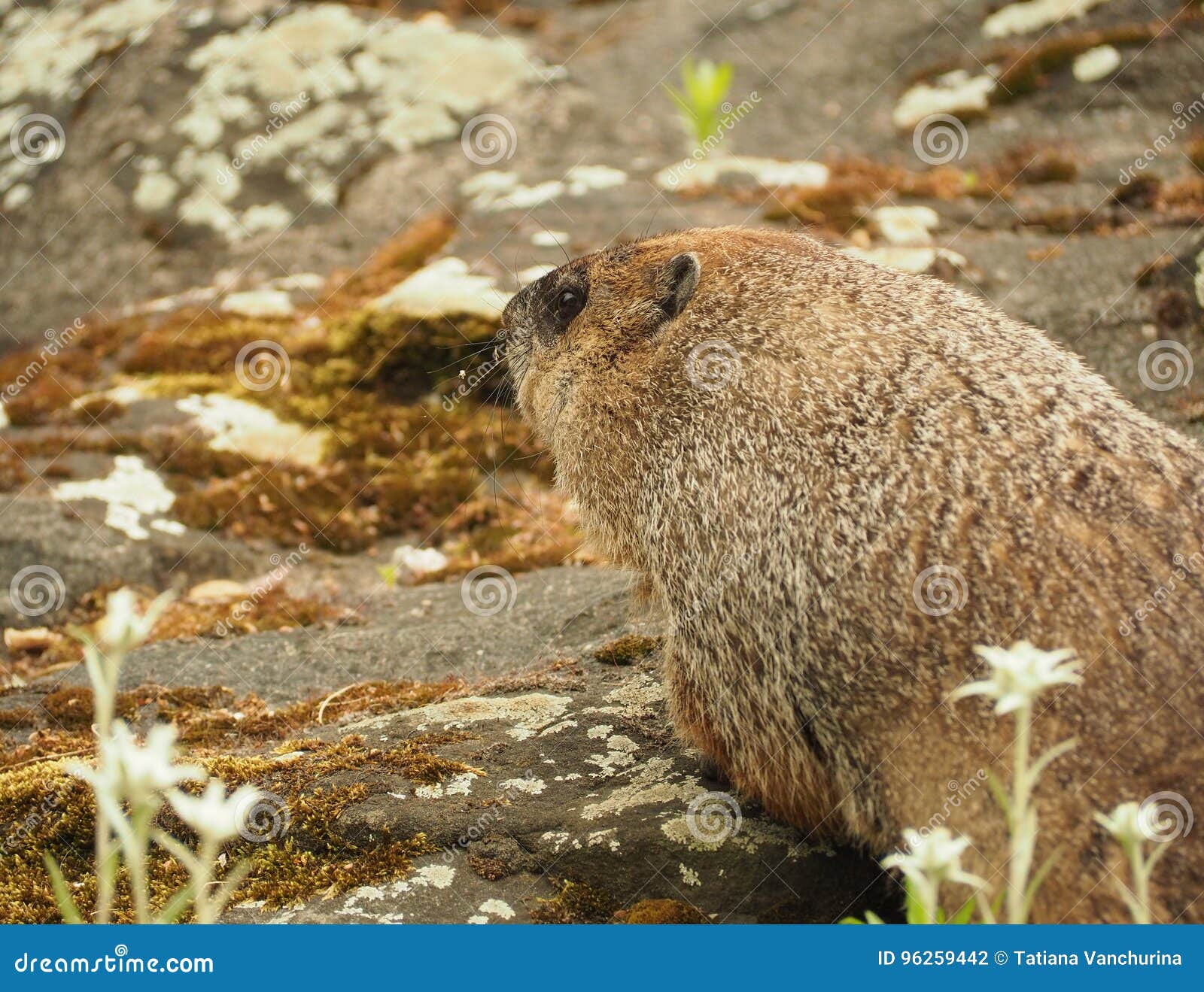 Ground Hog Marmot Day Close Up Stock Photo - Image of green, guard ...