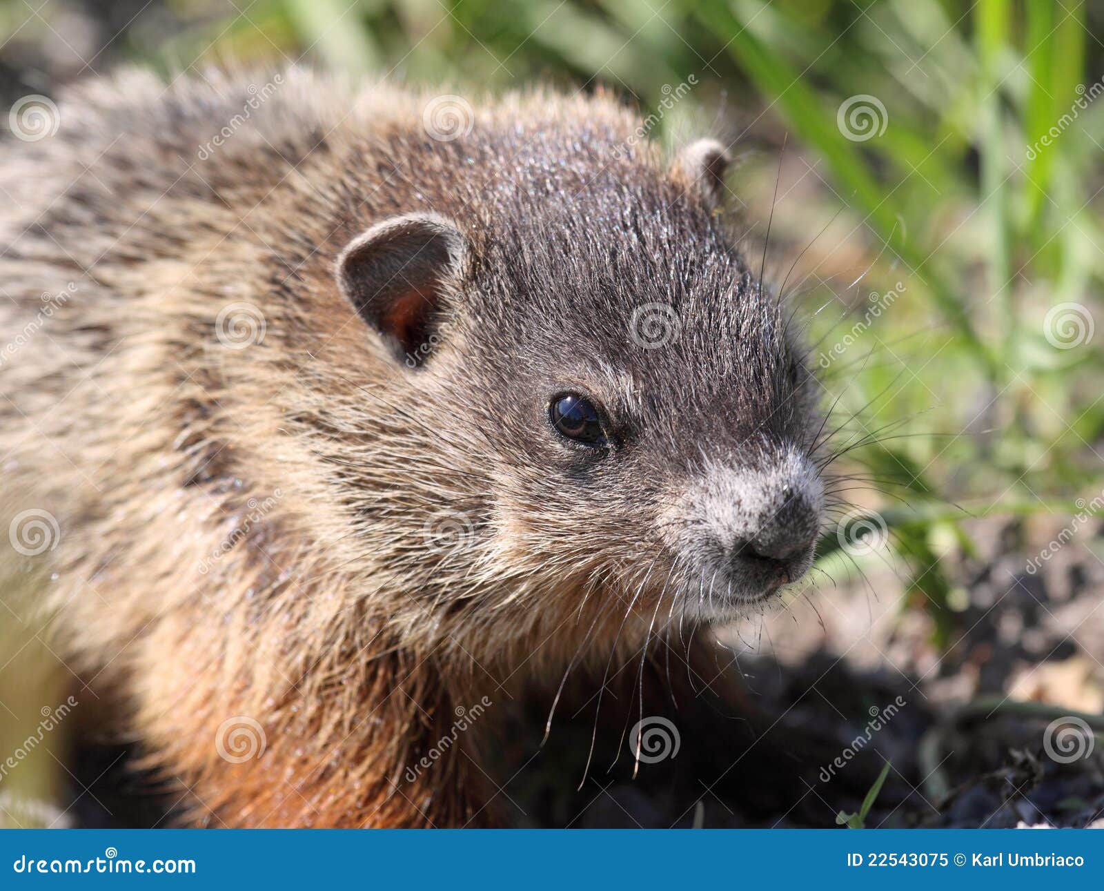 Ground hog in nature stock image. Image of ground, wildlife - 22543075