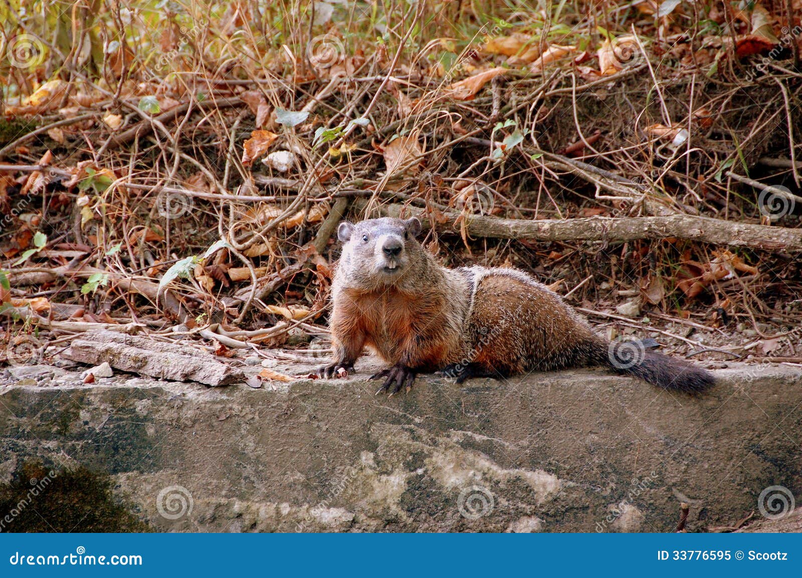 Ground hog stock image. Image of ground, close, animal - 33776595