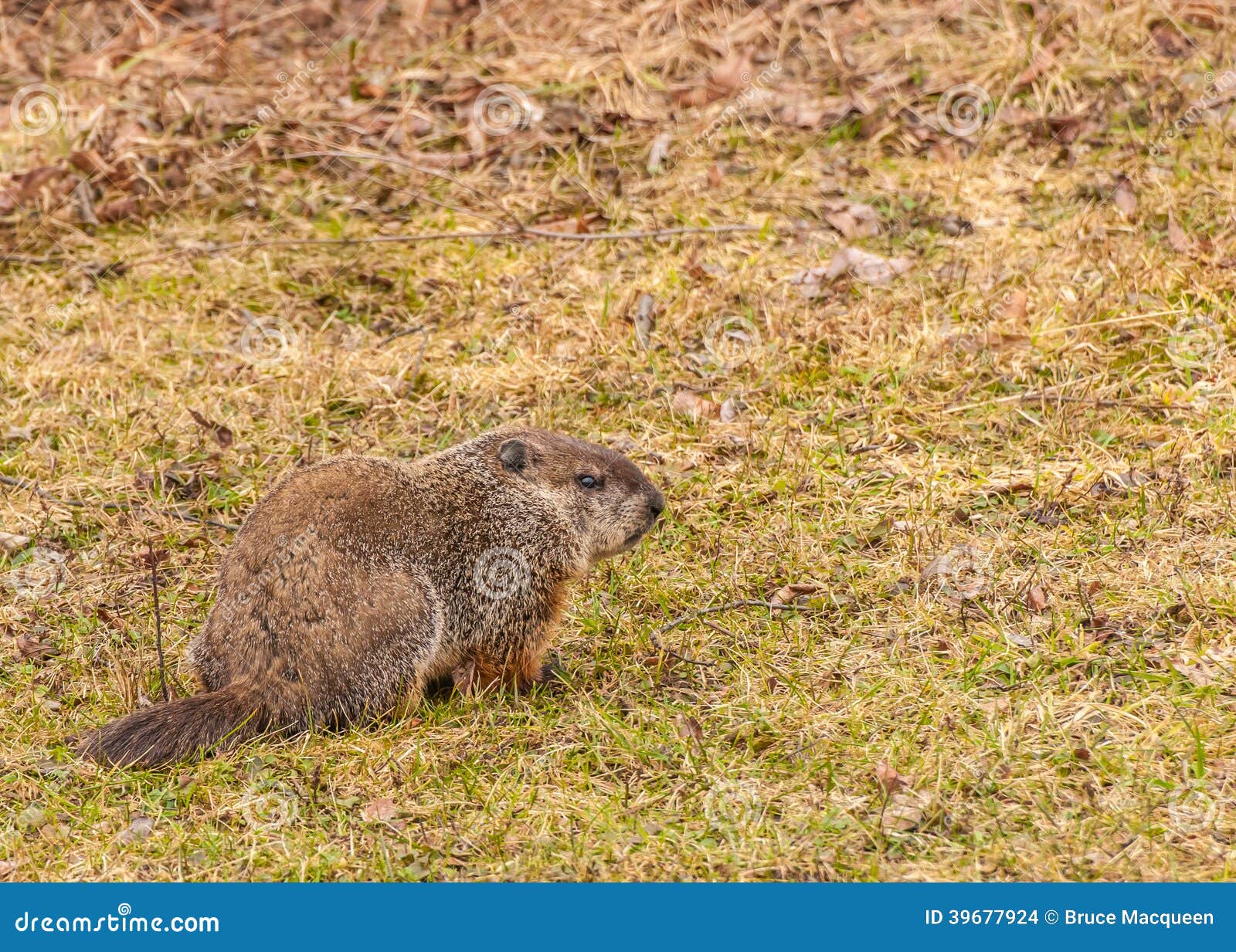 Ground Hog stock photo. Image of ground, animal, spring - 39677924