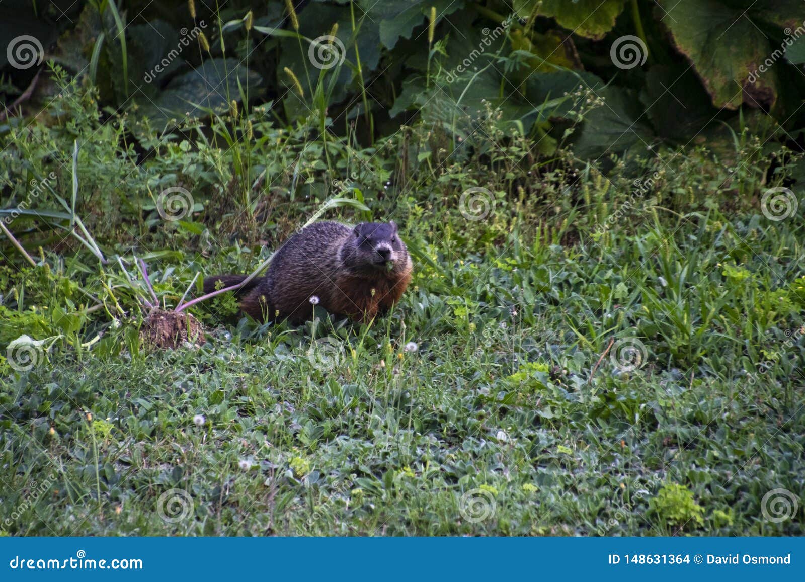 A Ground Hog Sitting in the Middle of a Grass Field Stock Photo - Image ...