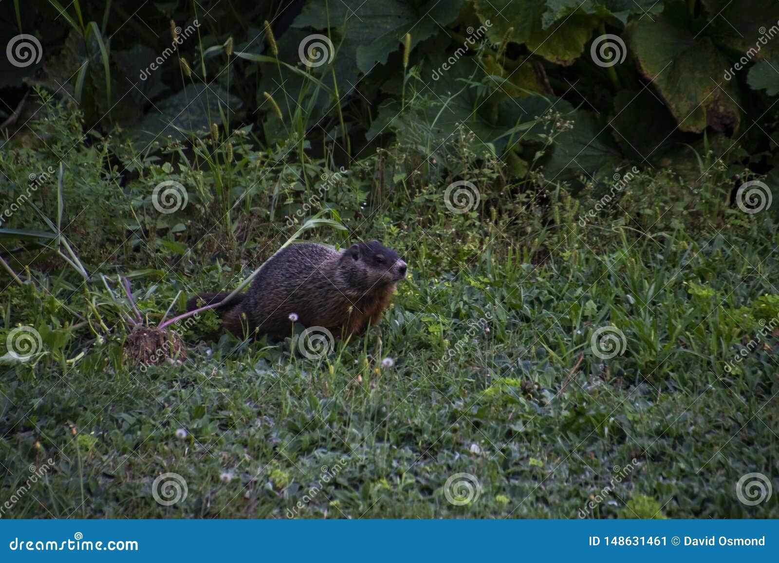 A Ground Hog Sitting in the Middle of a Grass Field Stock Image - Image ...
