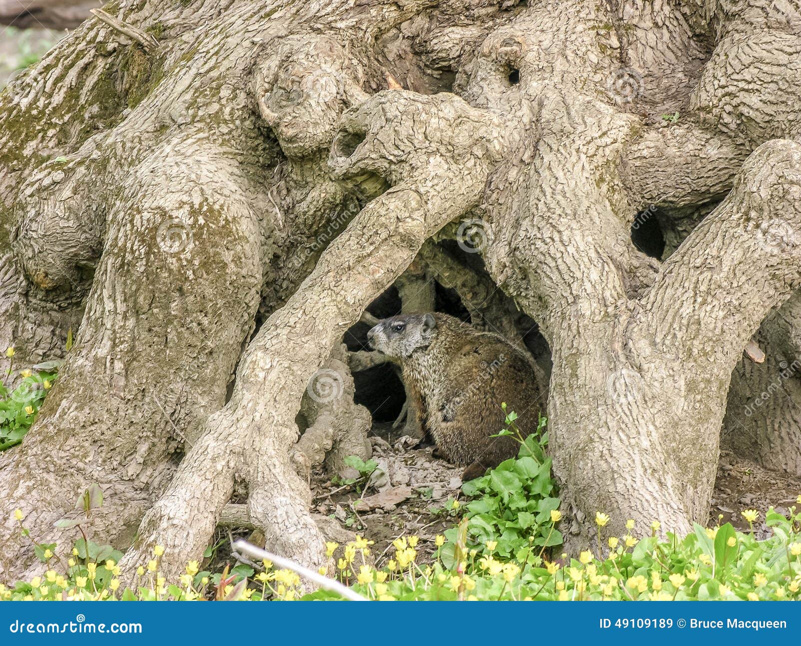 Ground Hog stock image. Image of wildlife, burrow, woodchuck - 49109189