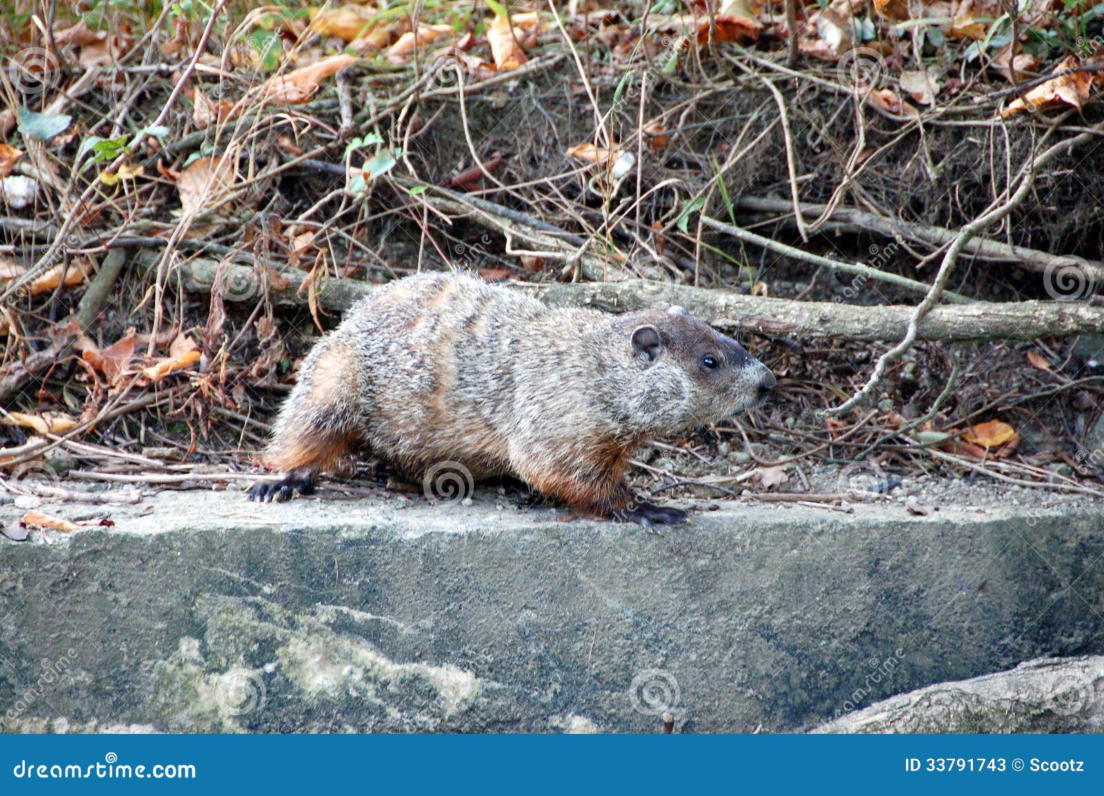 Ground hog sunning stock image. Image of sitting, claws - 33791743