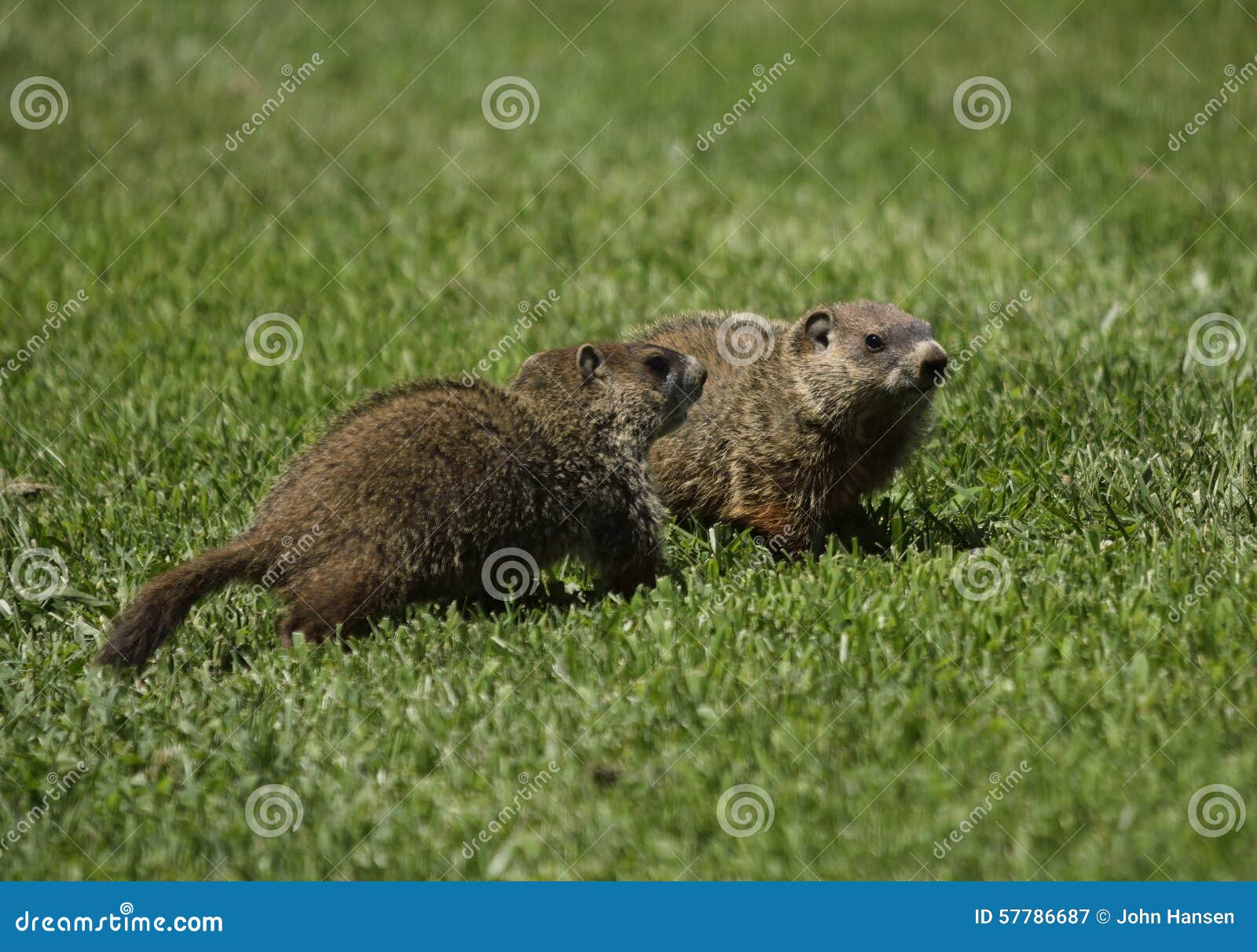 Ground hogs in a field stock image. Image of ground, nature - 57786687