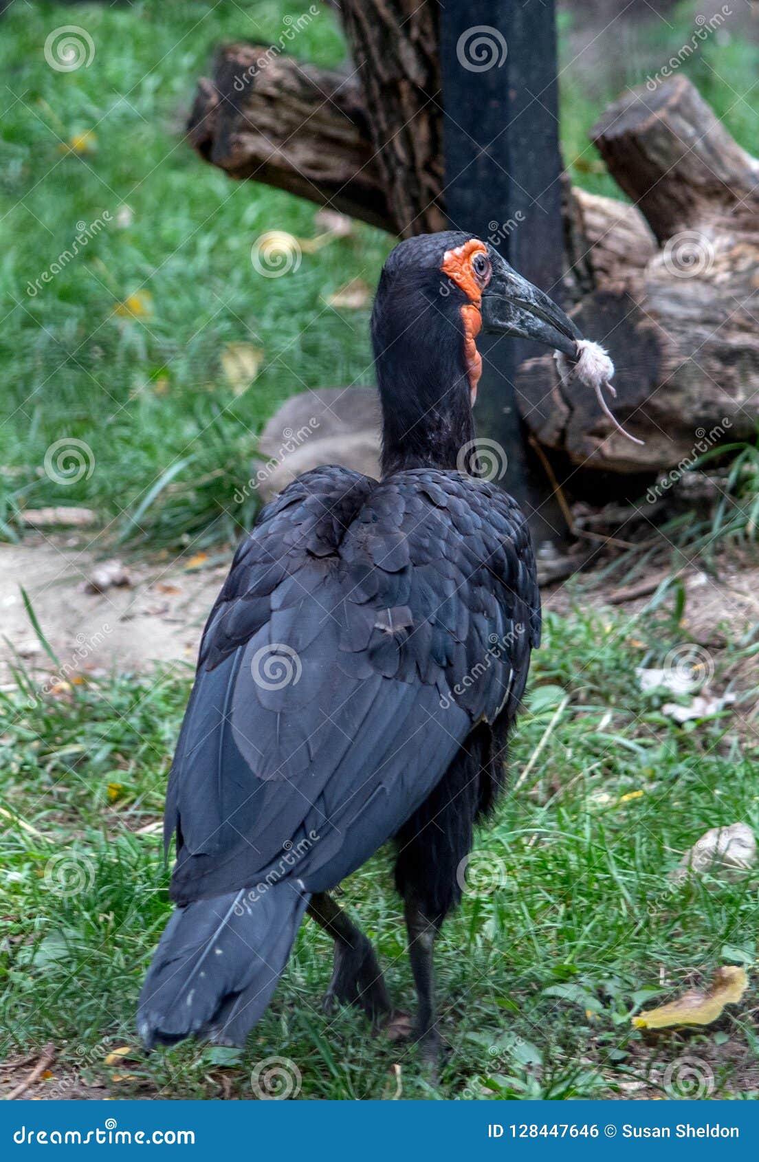 Ground Hornbill with Dinner, a Mouse Stock Photo - Image of animal ...