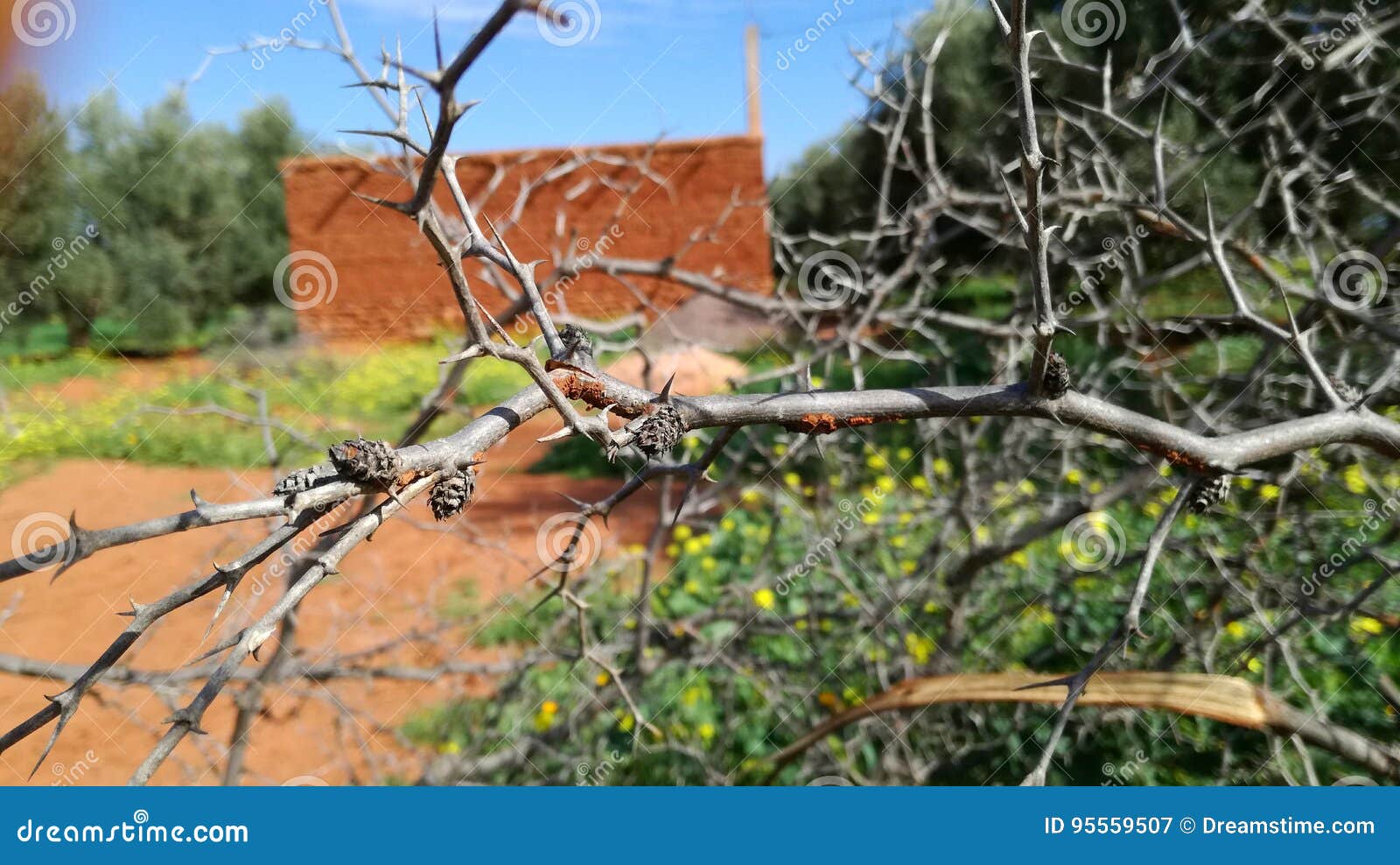 Ground House Covered by Thorns Stock Image - Image of green, flowers ...