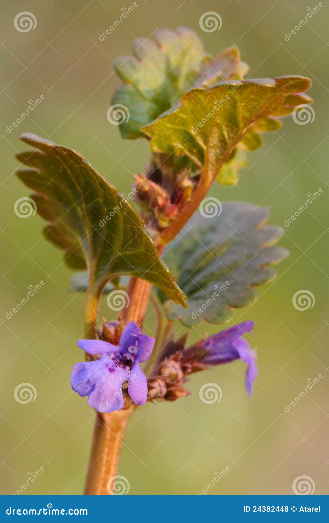Creeping Charley Leaves Background Royalty-Free Stock Photo ...