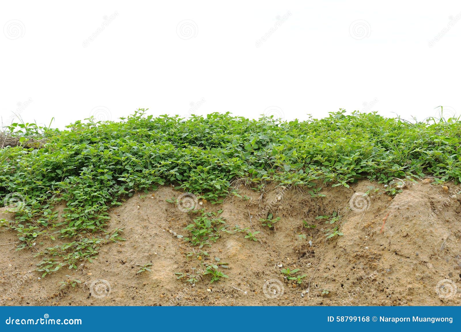 Ground layer stock photo. Image of textured, grass, layer - 58799168