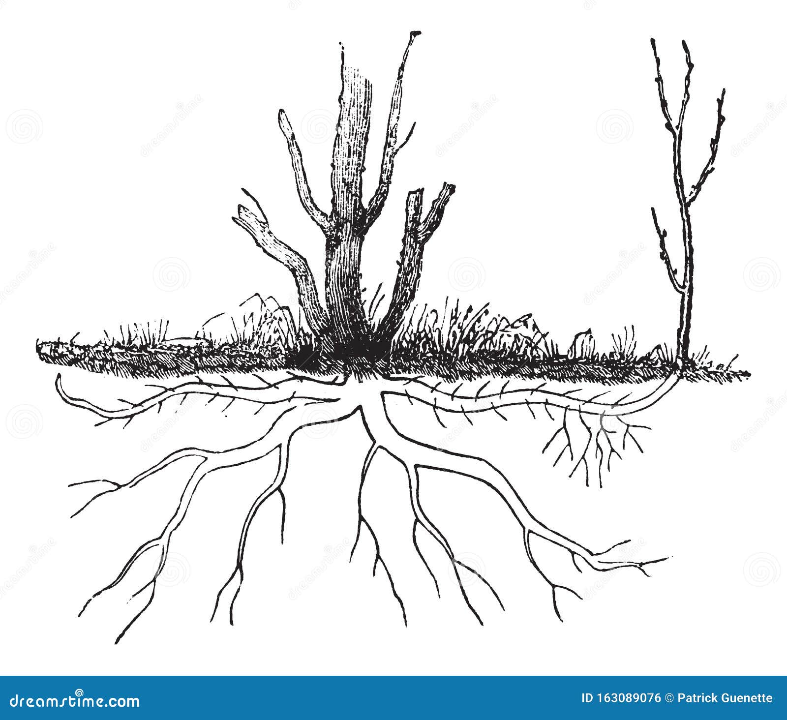 Ground Layering Vintage Engraving Stock Vector - Illustration of ...