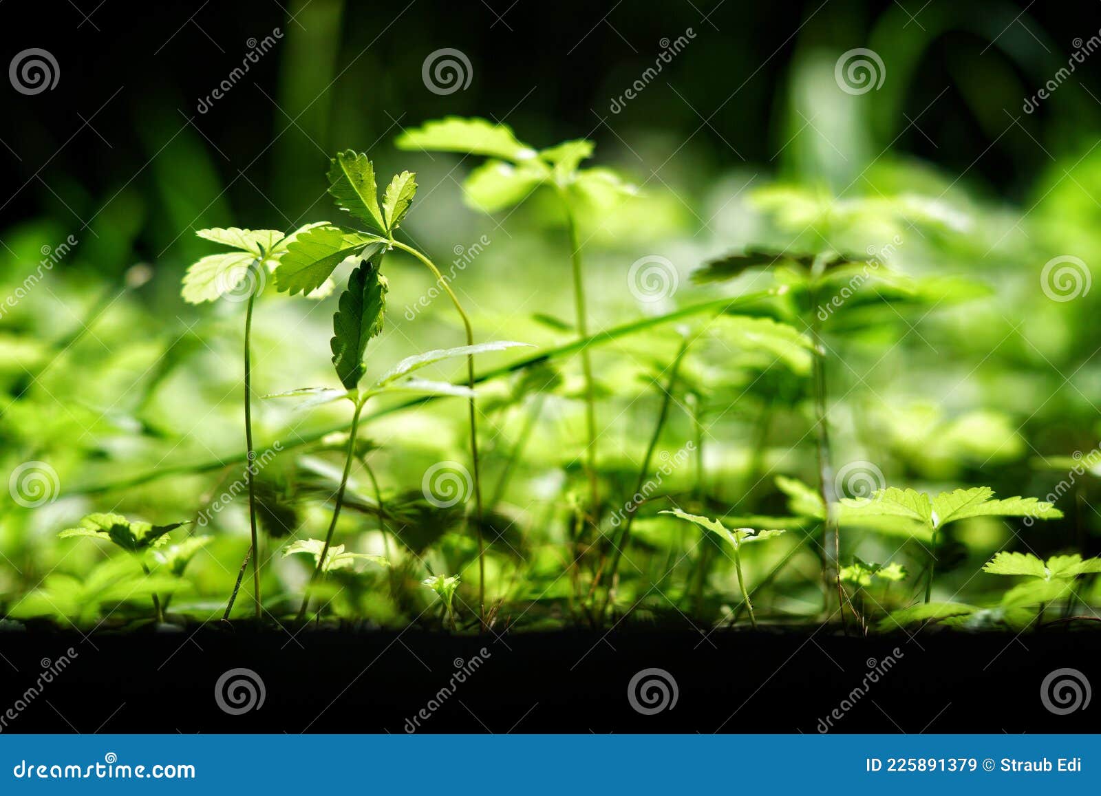 At the ground level stock image. Image of light, tree - 225891379