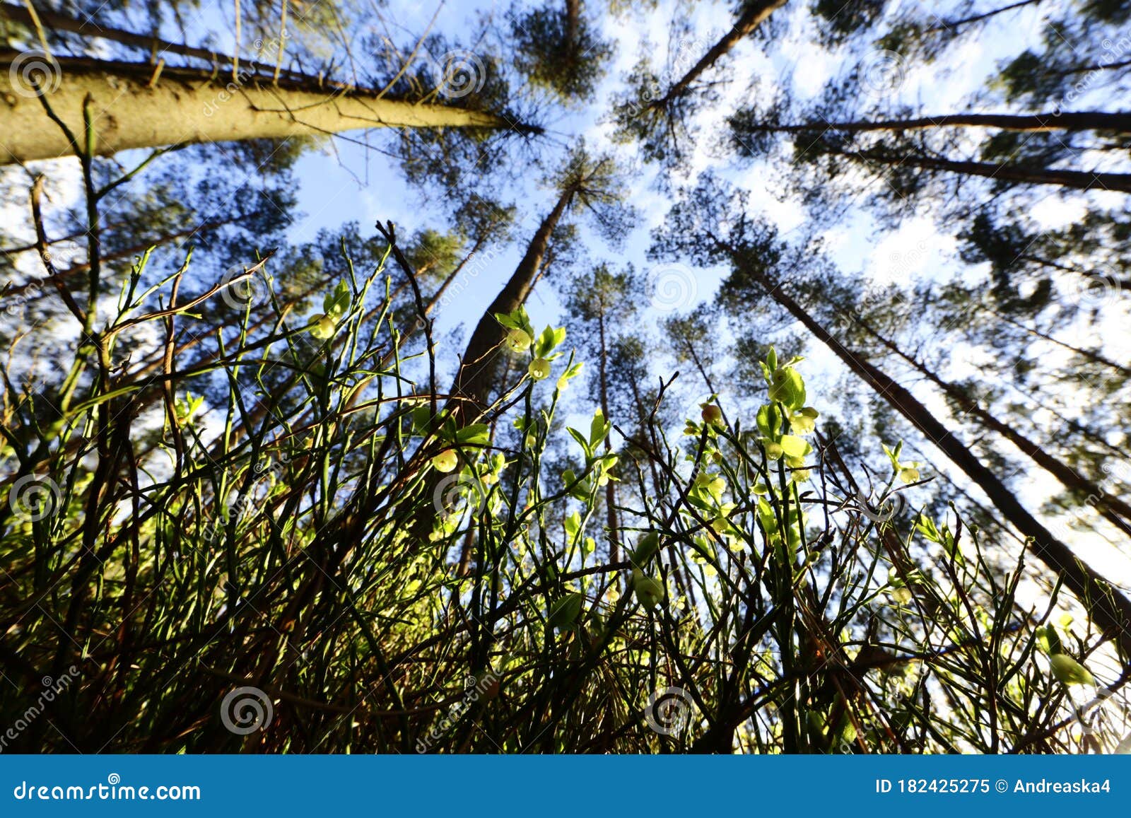 Ground Level Bottom View of the Forest. Stock Image - Image of ...