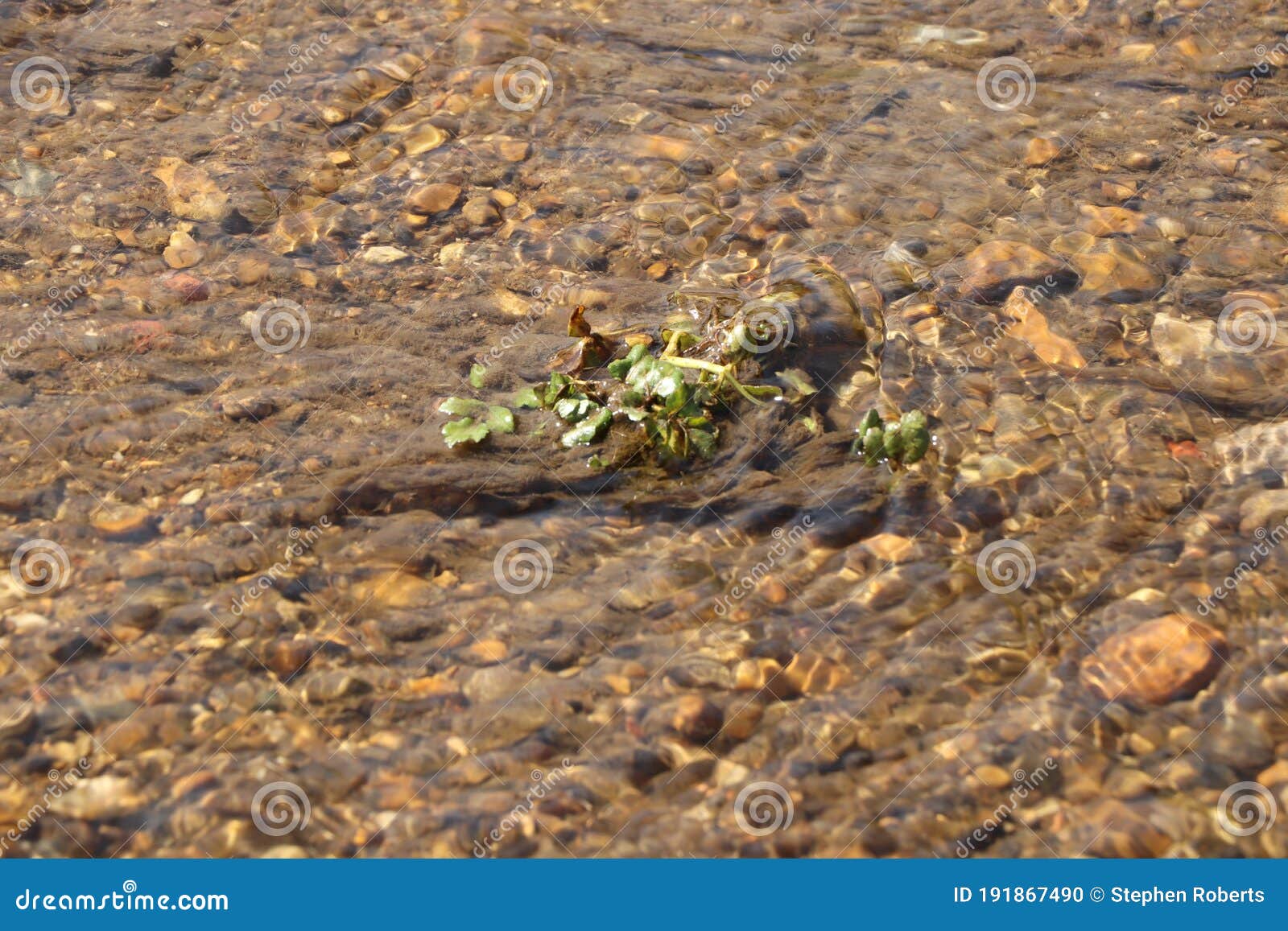 Ground Level Close Up of Mud and Water Sloshing Down a Stream Stock ...
