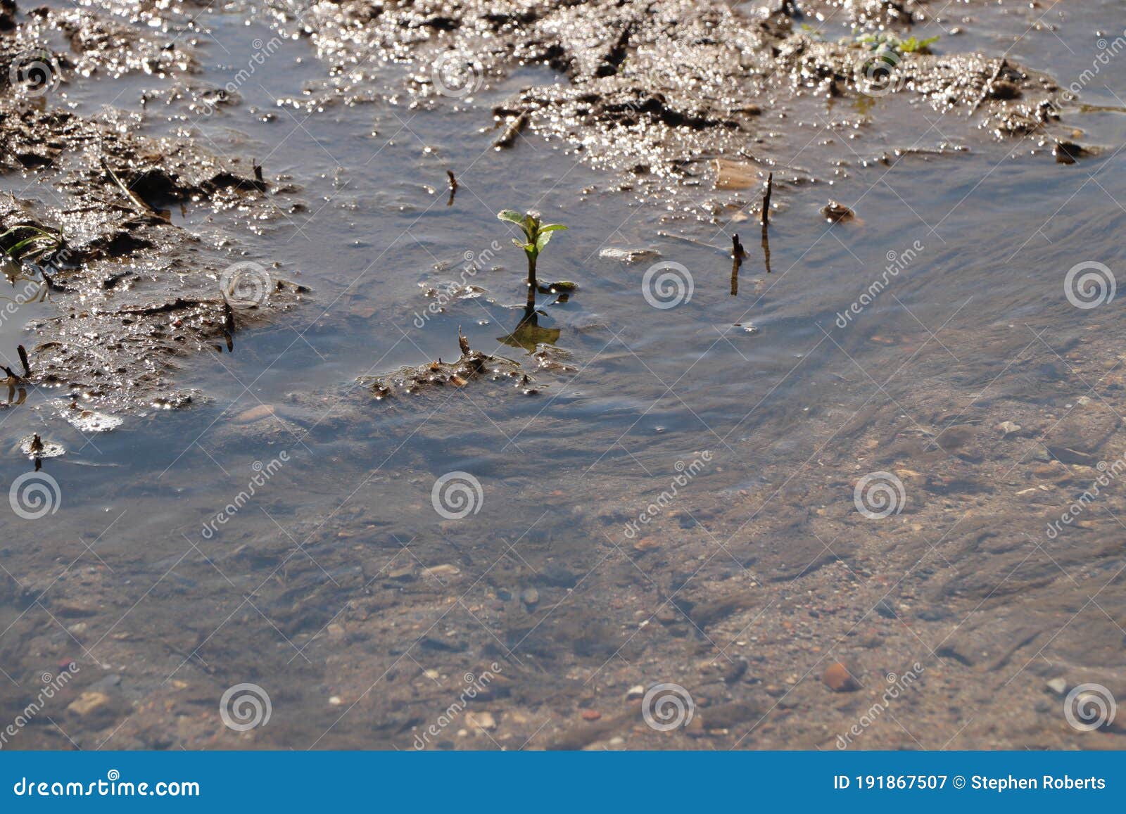 Ground Level Close Up of Mud and Water Sloshing Down a Stream Stock ...