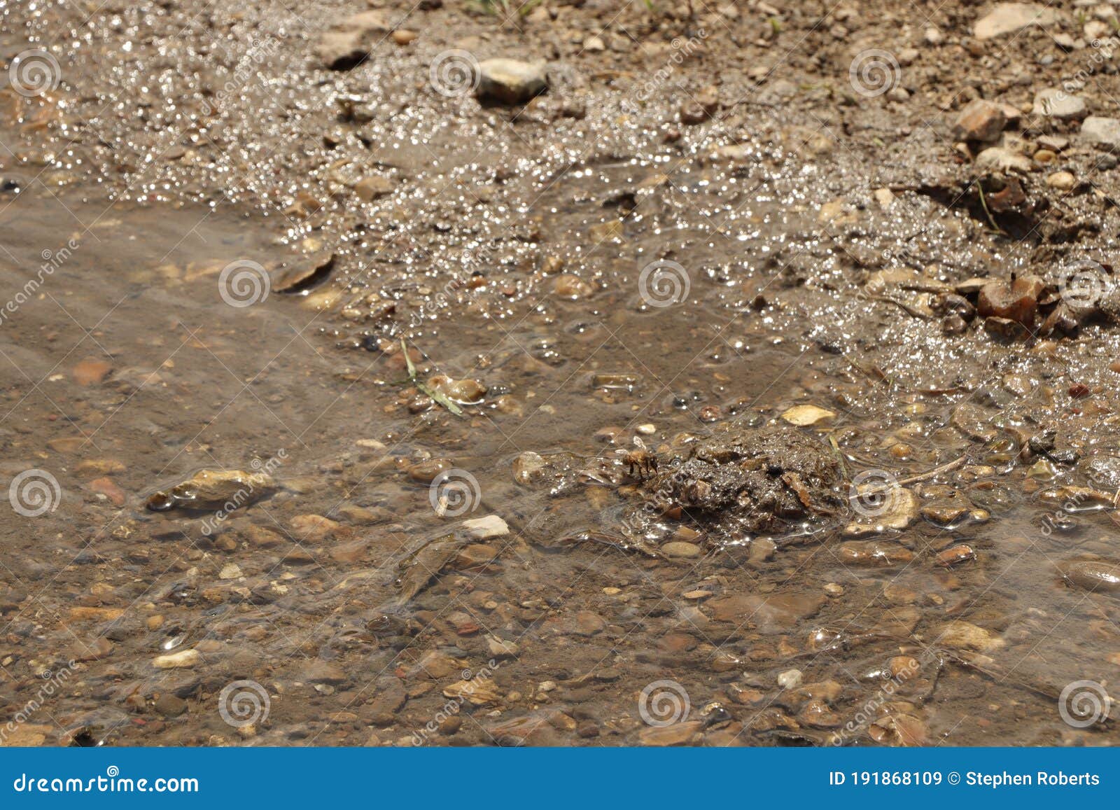 Ground Level Close Up of Mud and Water Sloshing Down a Stream Stock ...
