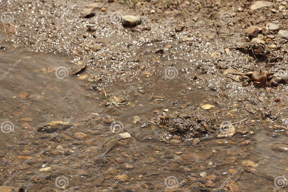 Ground Level Close Up of Mud and Water Sloshing Down a Stream Stock ...