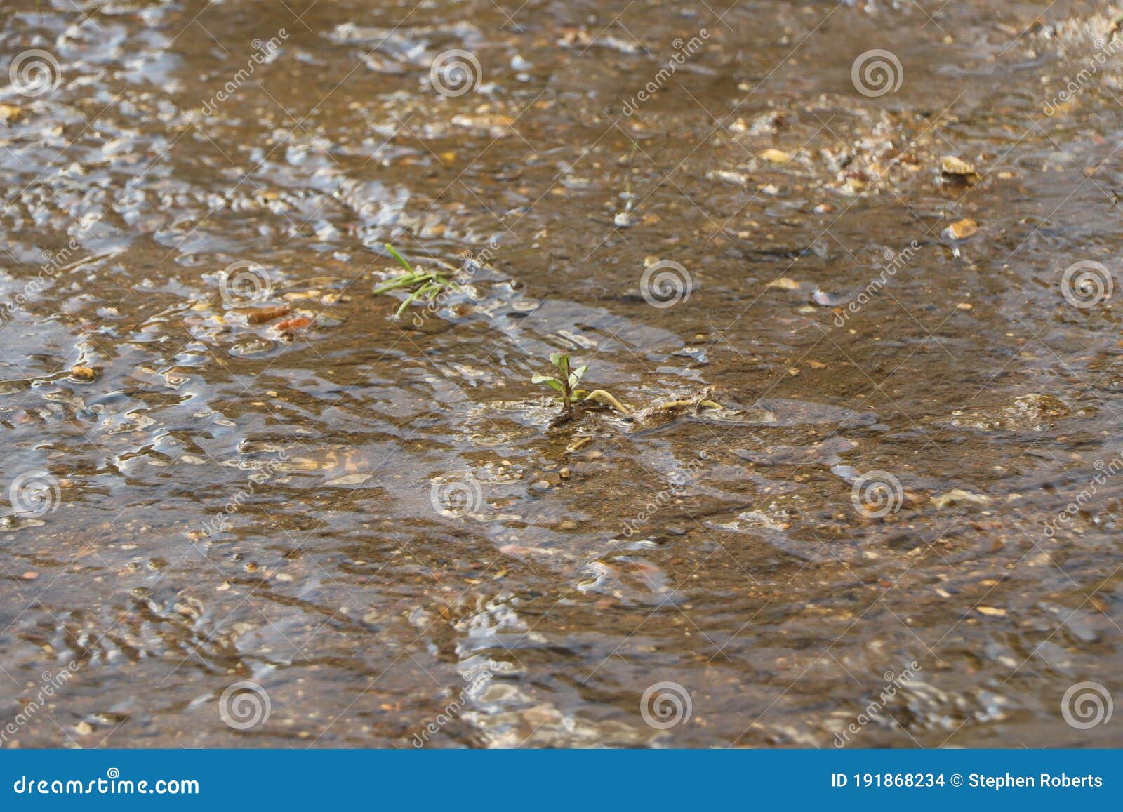 Ground Level Close Up of Mud and Water Sloshing Down a Stream Stock ...