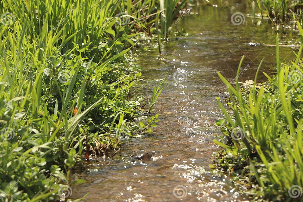 Ground Level Close Up of Mud and Water Sloshing Down a Stream Stock ...