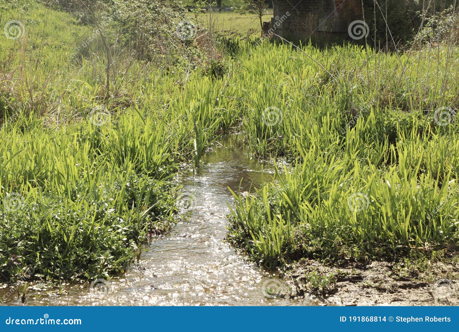 Ground Level Close Up of Mud and Water Sloshing Down a Stream Stock ...