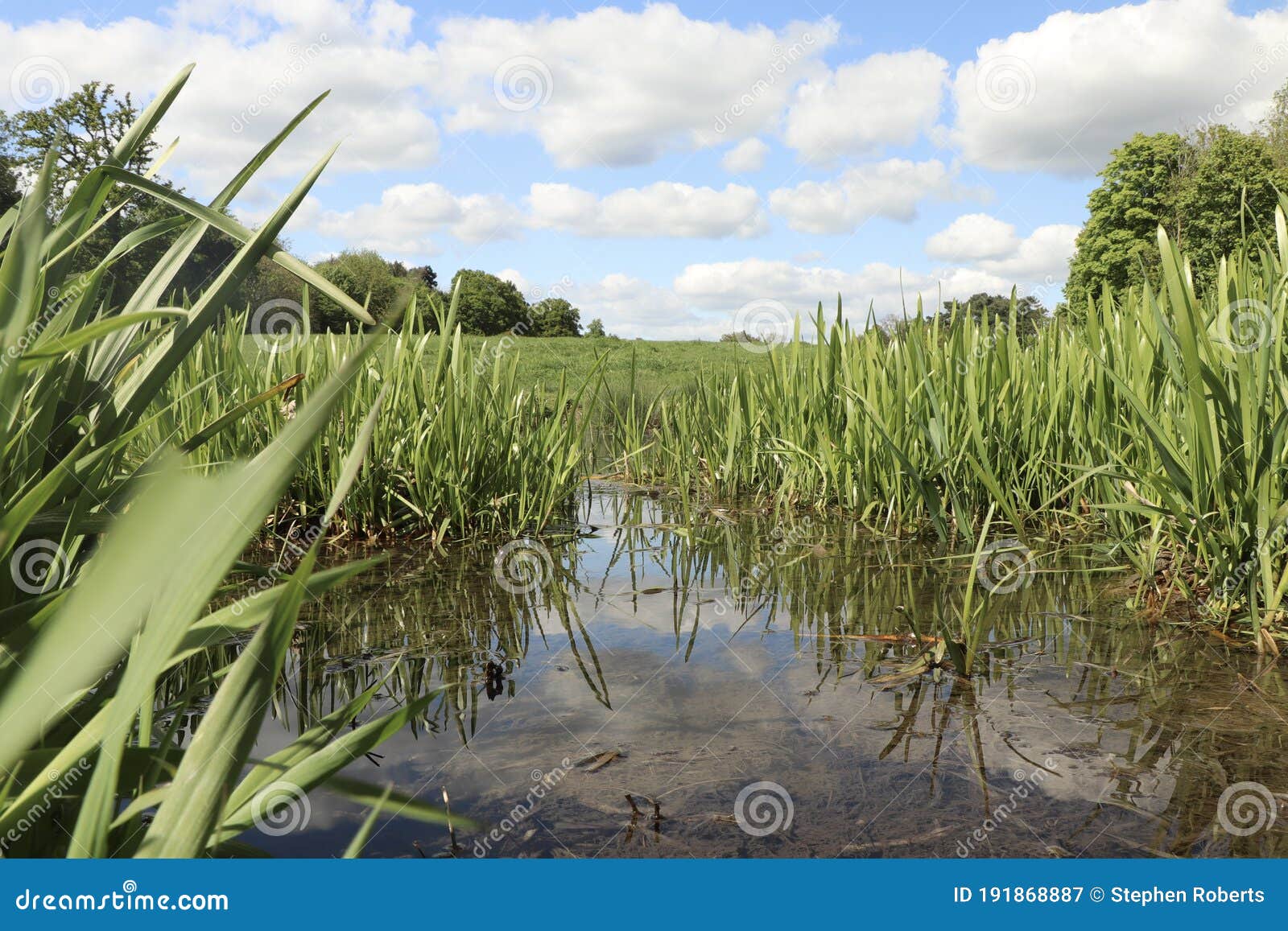 Ground Level Close Up of Mud and Water Sloshing Down a Stream Stock ...