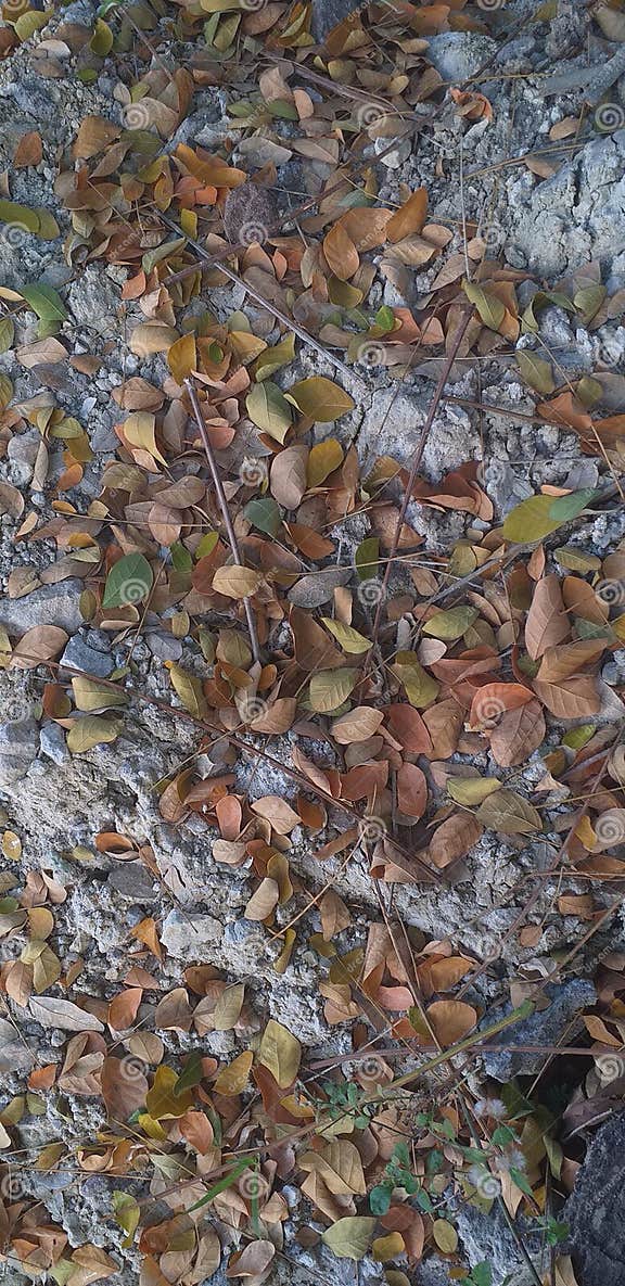Leaves fall on the ground stock photo. Image of nature - 279696496