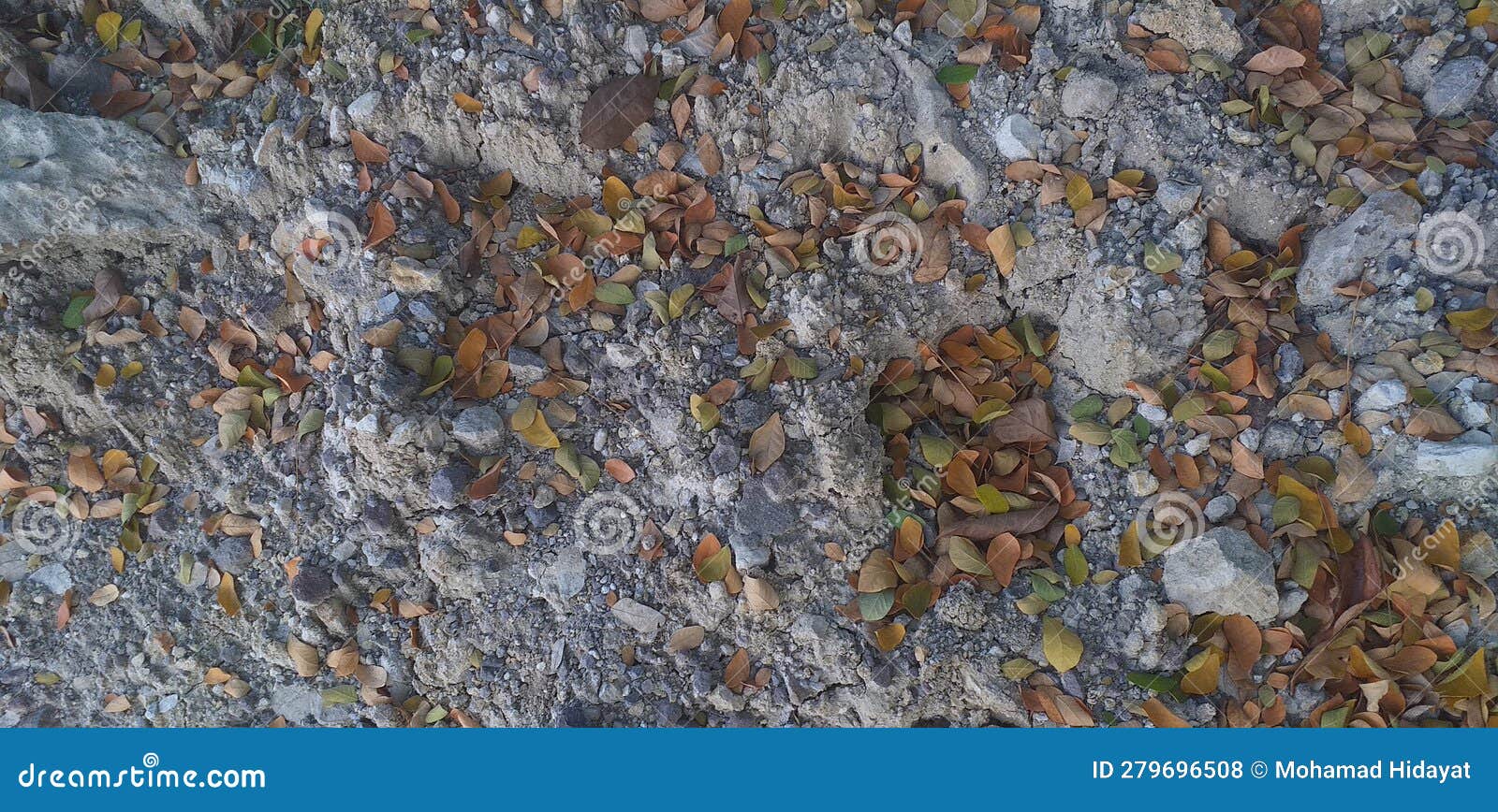 Leaves fall on the ground stock photo. Image of asphalt - 279696508