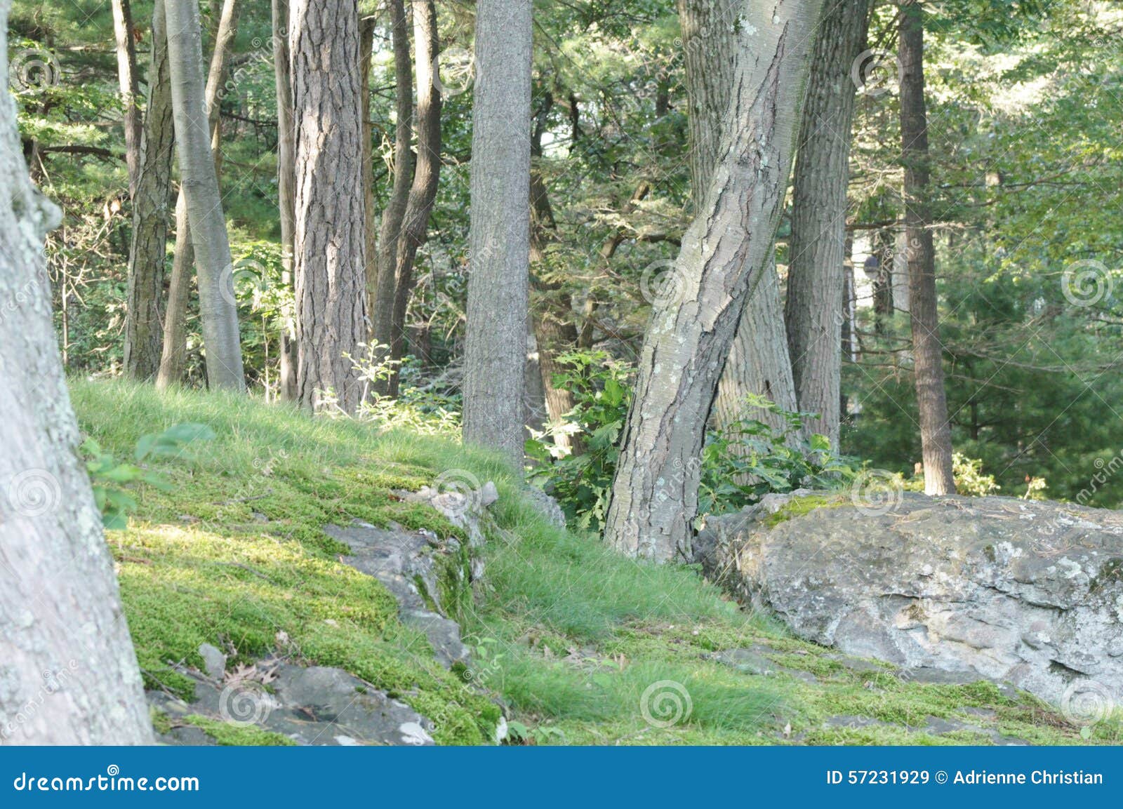 Ground Level Forest View stock image. Image of kingfisher - 57231929