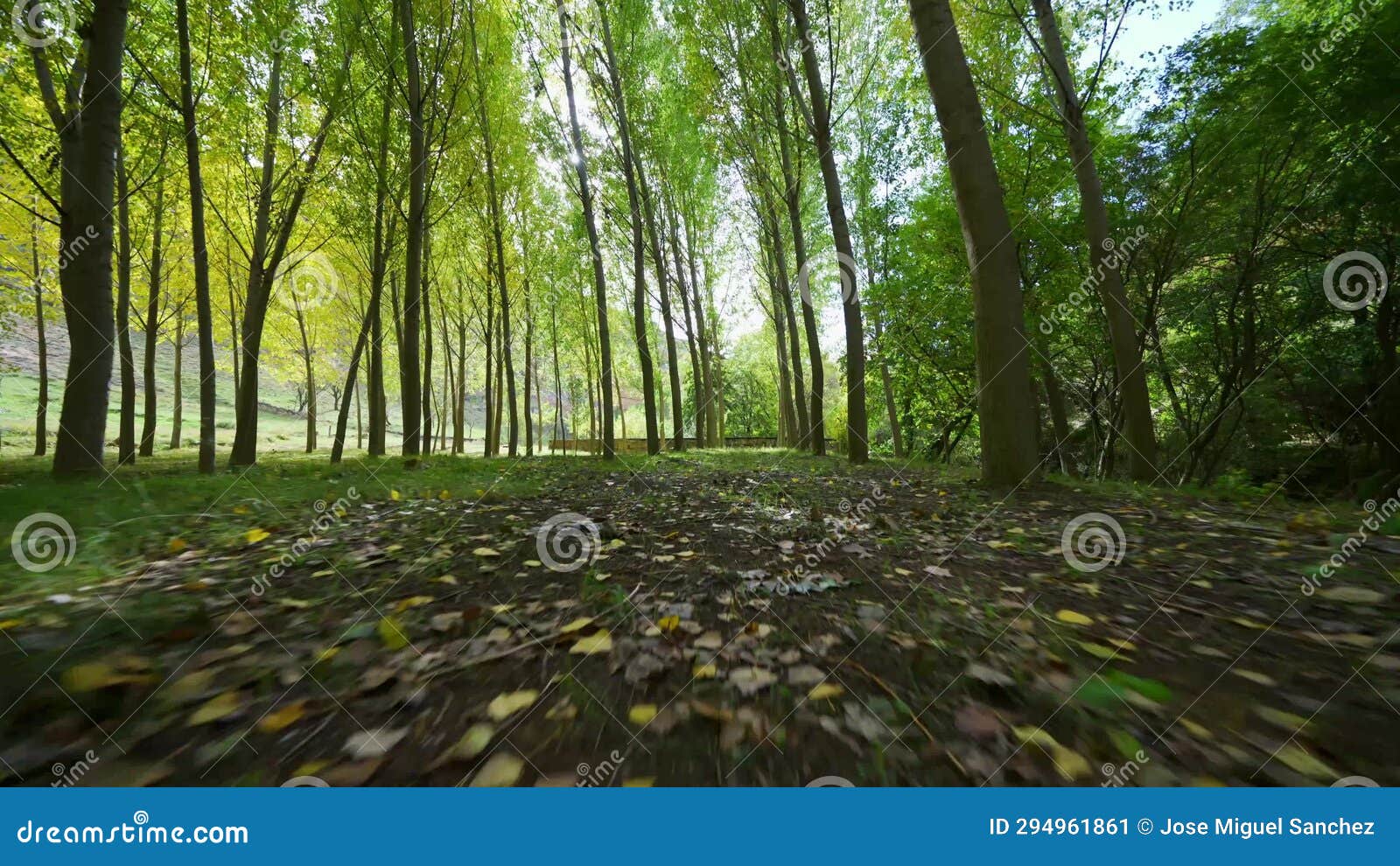 Ground Level Path Covered with Leaves Falling from the Tall Trees with ...