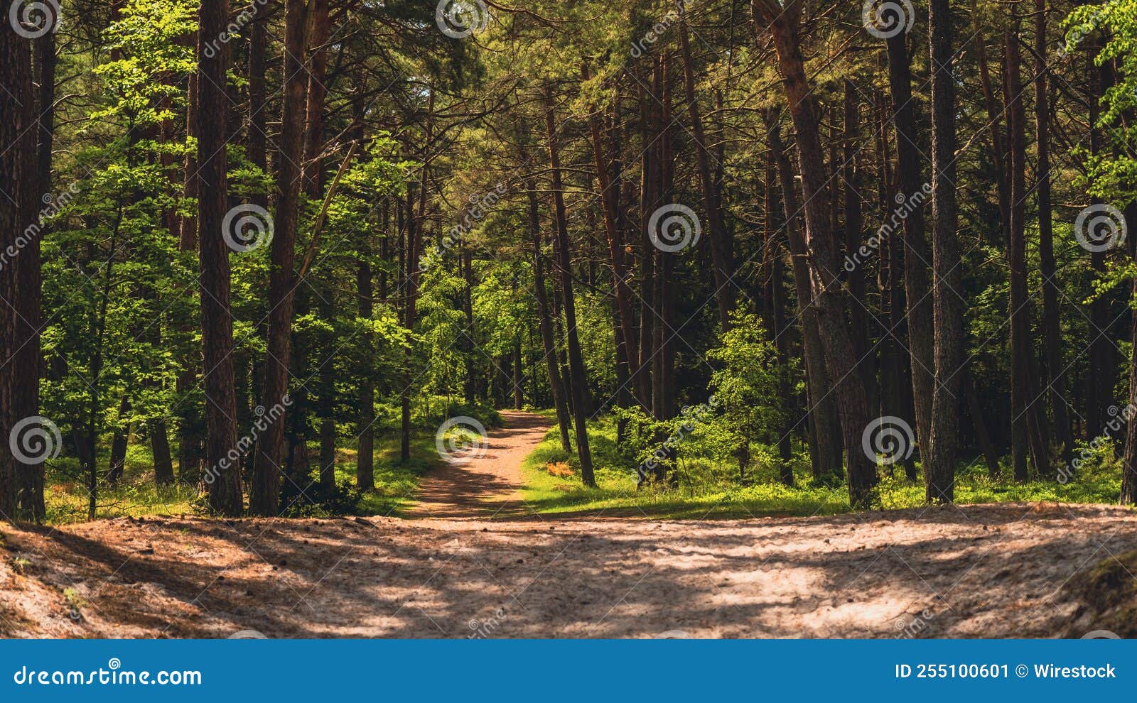 Ground Level Shot of a Narrow Path in a Forest in Poland Stock Image ...