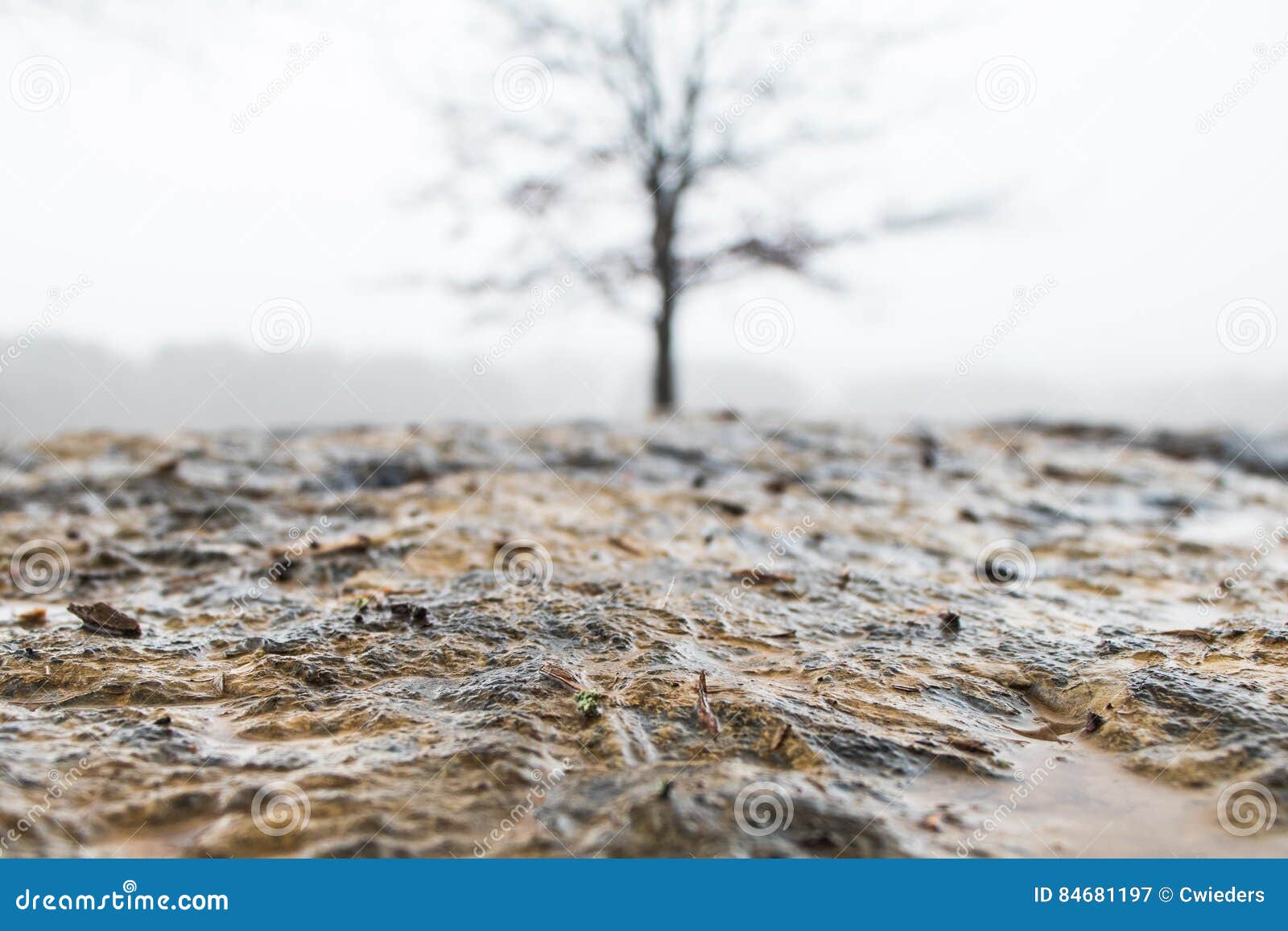 Ground Level Shot of Wet Flagstone with Tree in Background Stock Image ...