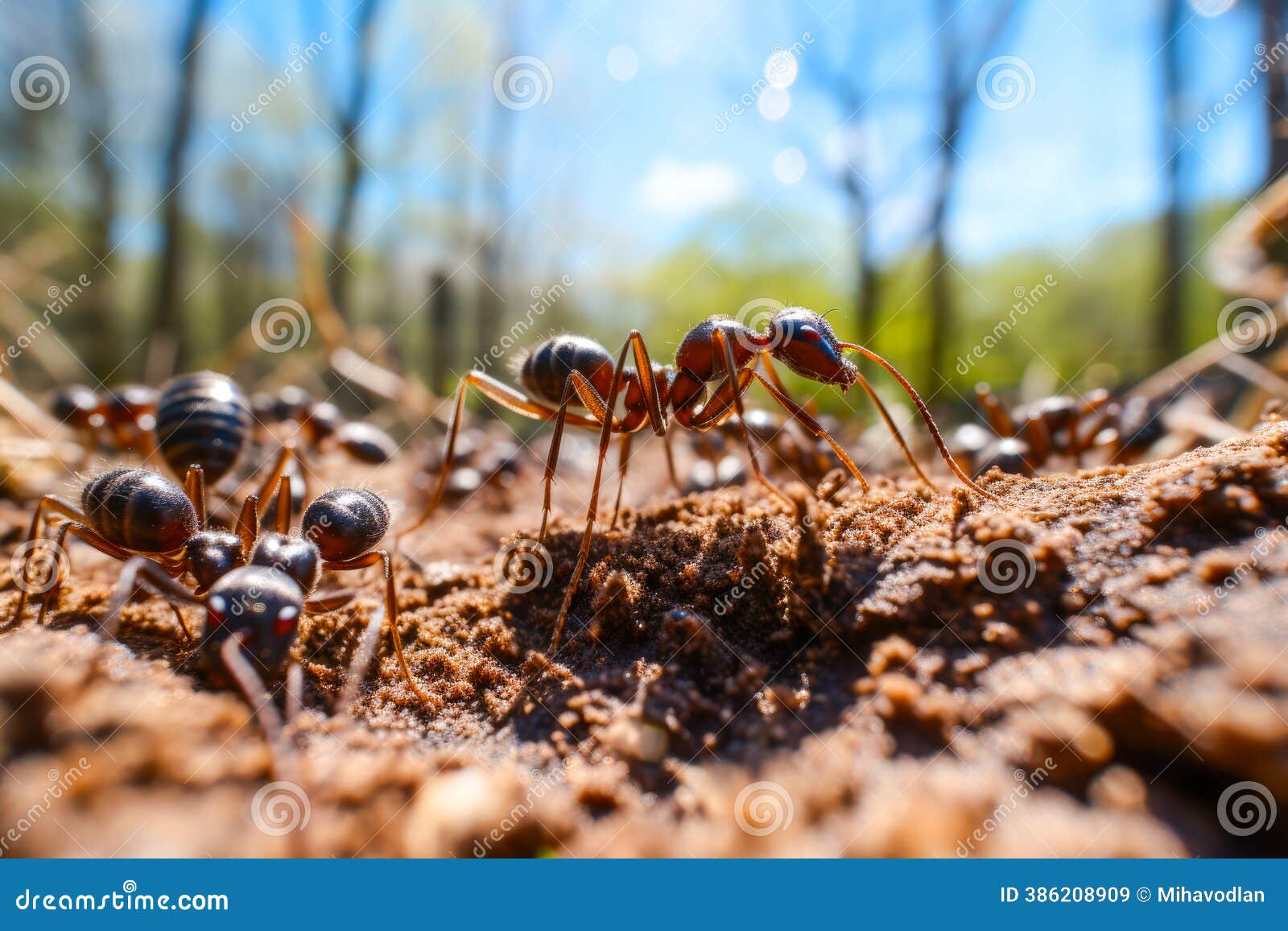 Ground-Level Ember Burst Orange Bokeh, Fire Sparks Stock Photography ...